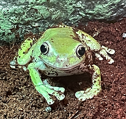 My Tree Frog