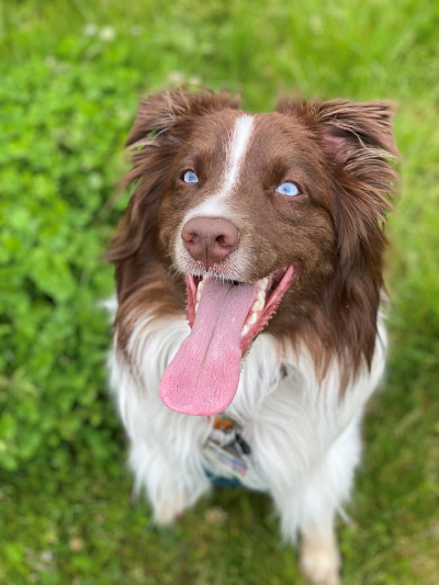 Australian Shepherd